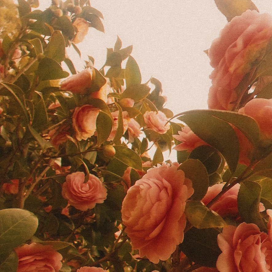 NexTone.Link: bouquet